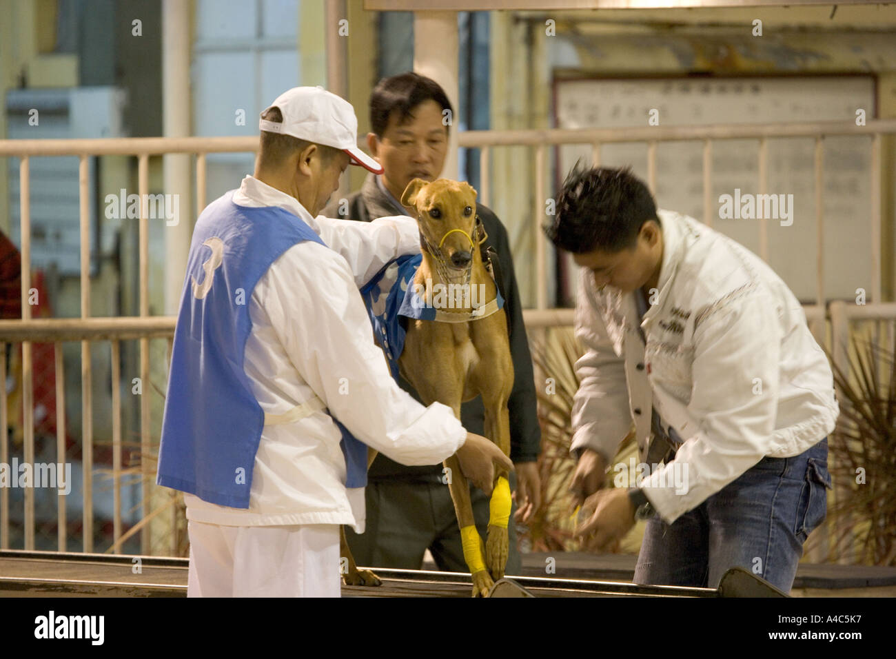 Canidrome Greyhound Racing Stadium Macau Stock Photo - Alamy