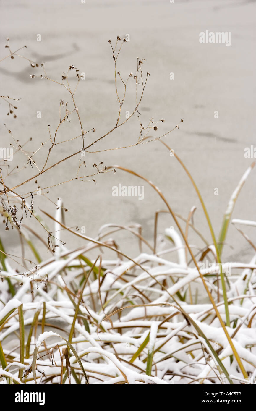 Grass with snowfall hi-res stock photography and images - Alamy