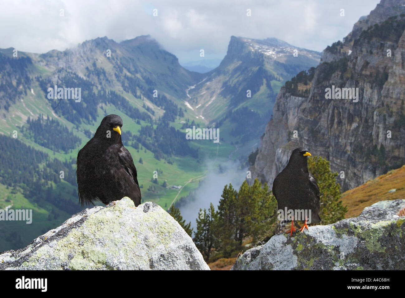 Yellow billed Choughs, Alpine Choughs (Pyrrhocorax garculus) in ...