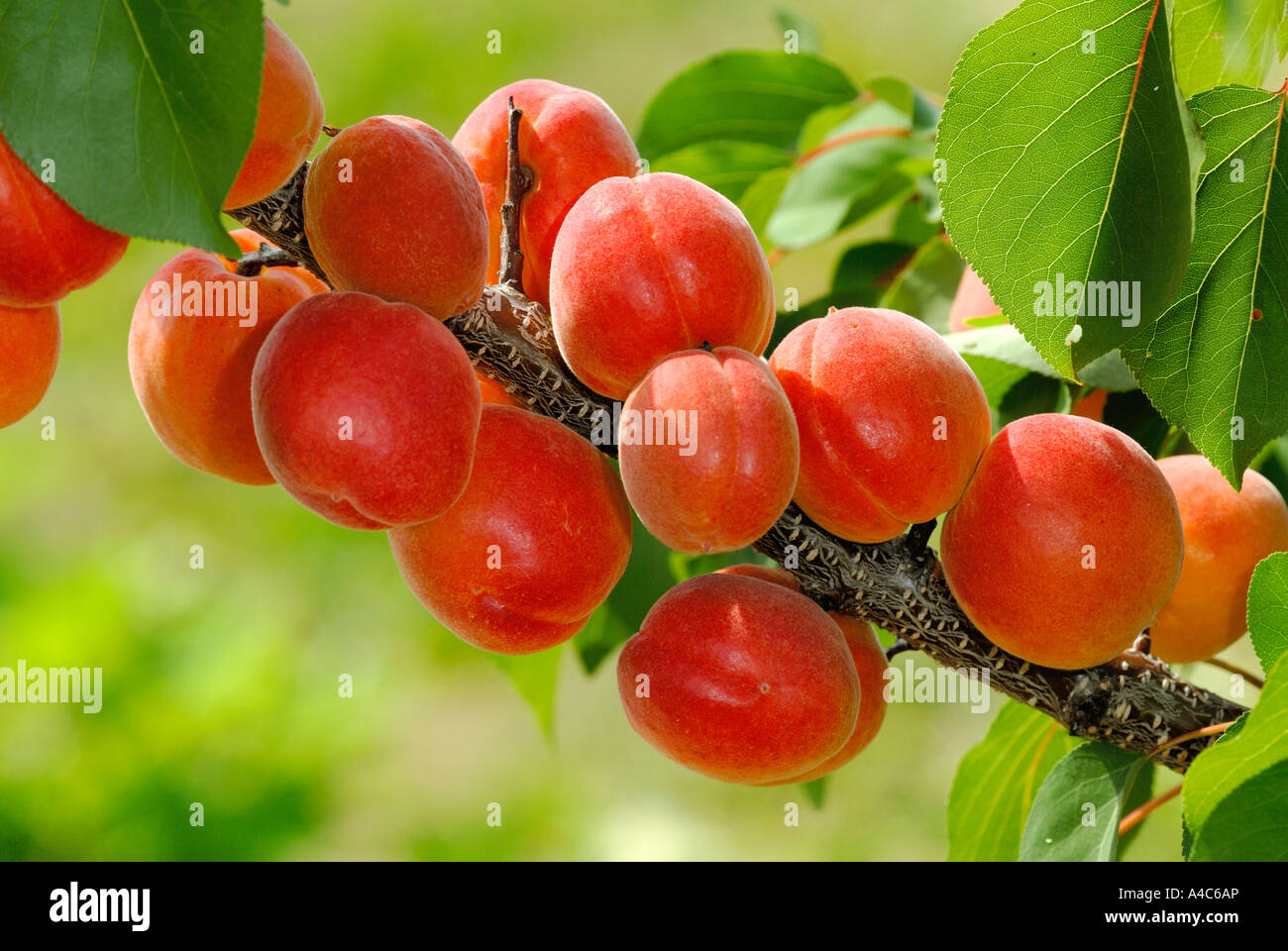 Fruit tree family tree hi-res stock photography and images - Alamy