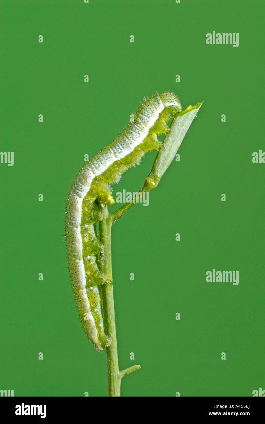 Insect eating caterpillar hi-res stock photography and images - Alamy