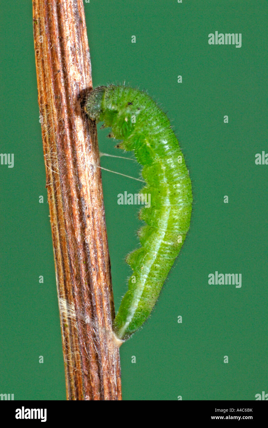 Orange tip (Anthocharis cardamines), caterpillar starting to build a ...