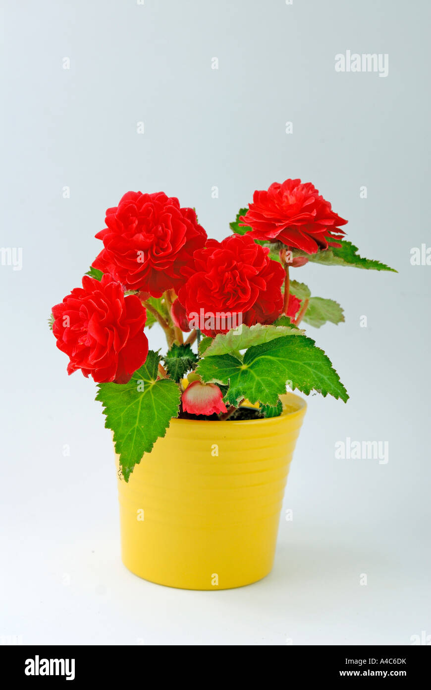 Begonia (Begonia spec), flowering potted plant, studio picture Stock ...