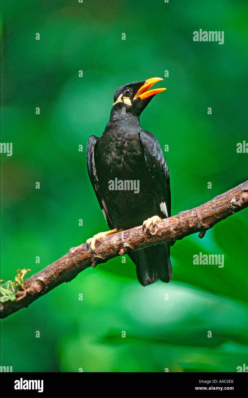Hill myna gracula religiosa hi-res stock photography and images - Alamy