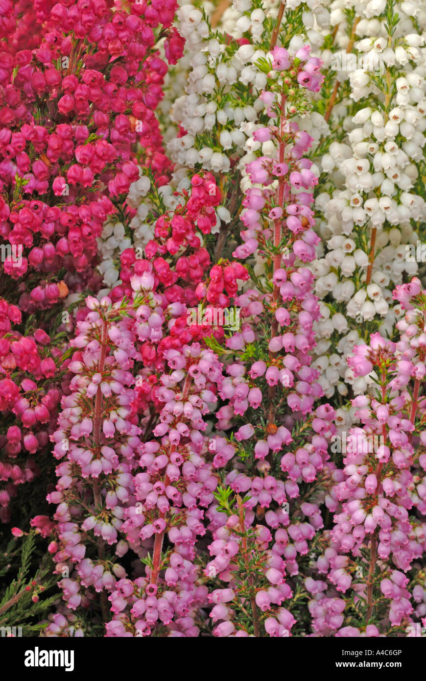 Scots Heather; Ling (Calluna vulgaris), flowering plants of different ...