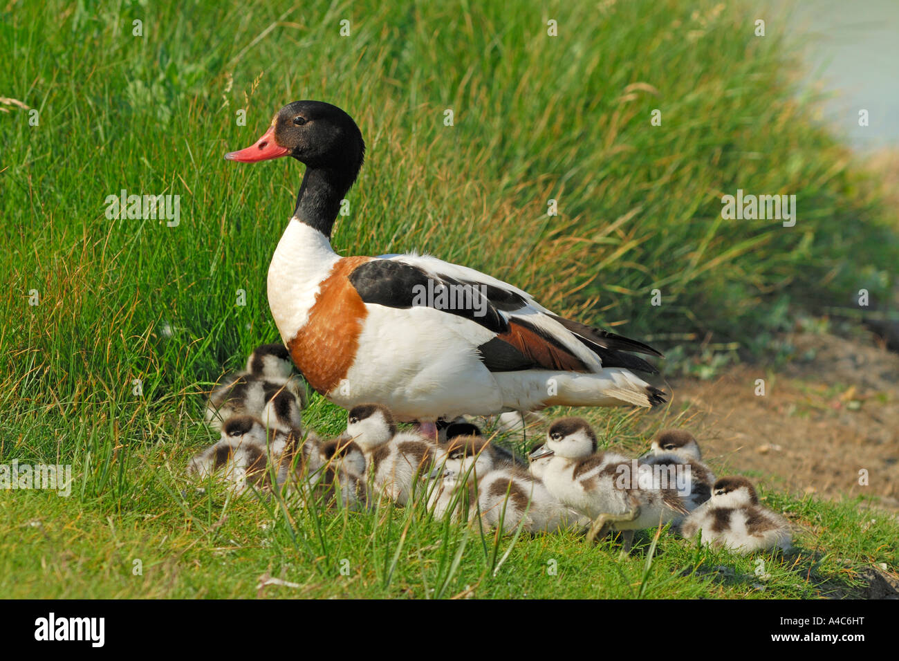 Common Shelduck (Tadorna tadorna), female with chicks Stock Photo - Alamy