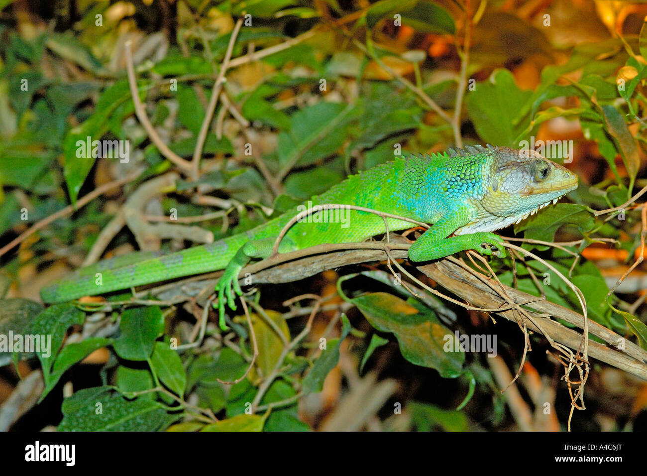 Bush Anole (Polychrus peruvianus) on branch Stock Photo - Alamy