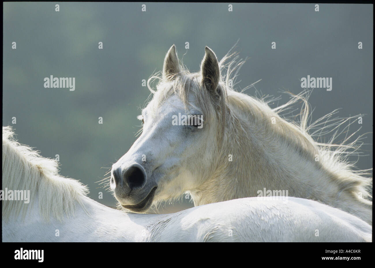 White horse back hi-res stock photography and images - Alamy