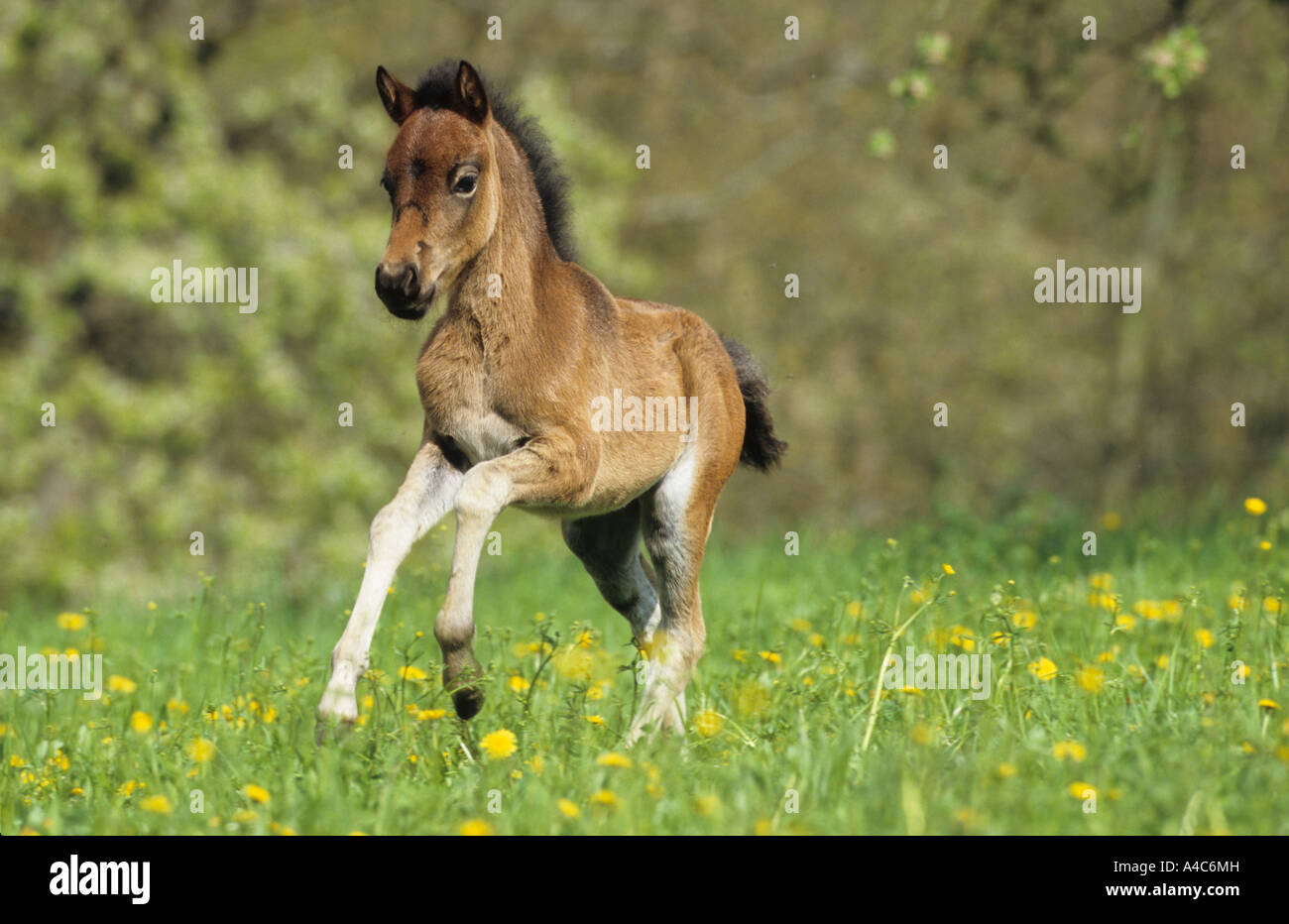 Dartmoor Pony (Equus caballus domesticus). Foal in gallop on a ...