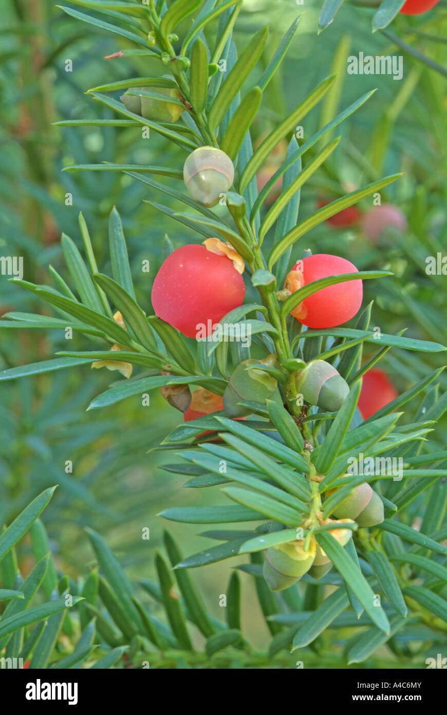 Taxus baccata fruit hi-res stock photography and images - Alamy