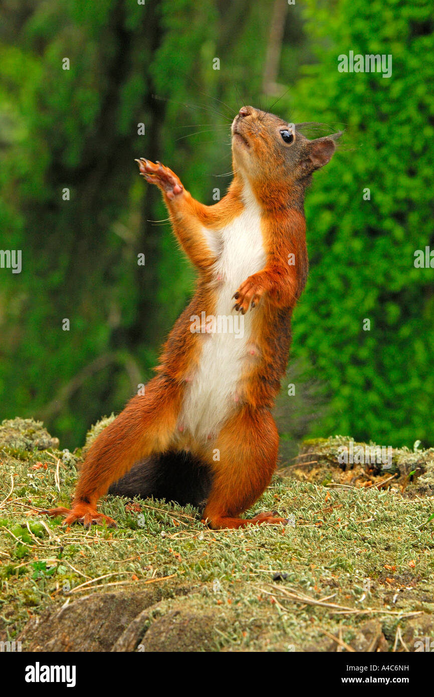 Red Squirrel (Sciurus vulgaris) standing up on its hind legs Stock ...