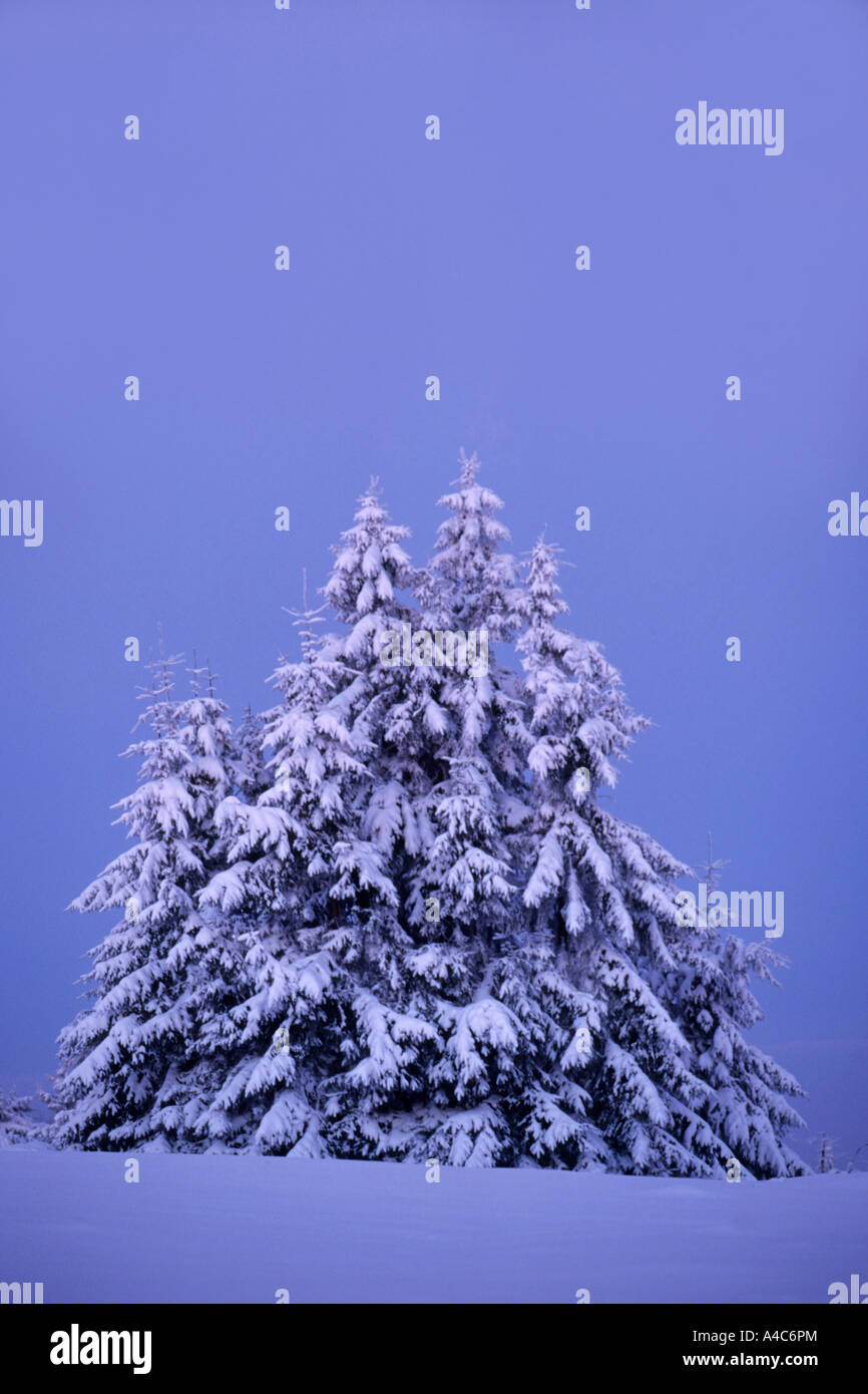 Spruce (Picea sp), snow covered group Stock Photo - Alamy