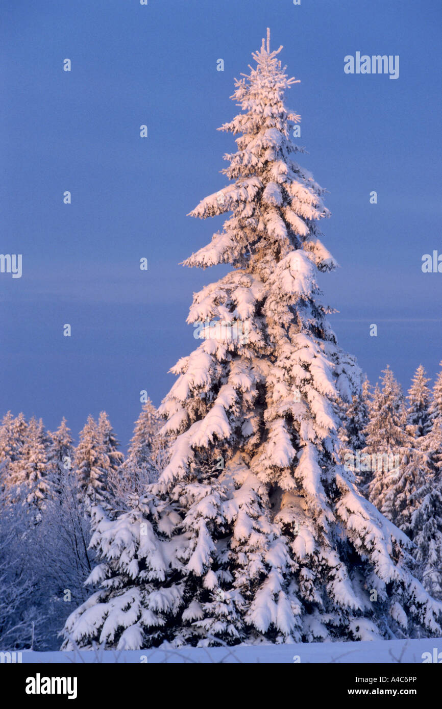 Spruce (Picea spec) in winter Stock Photo - Alamy