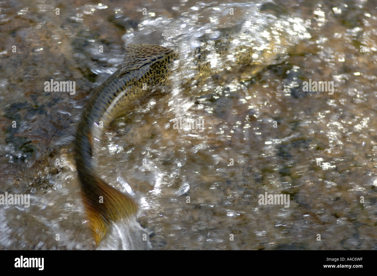 Spawning Chinook salmon swimming up river in shallow waters British ...