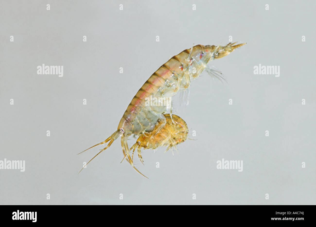 Gammarus shrimp hi-res stock photography and images - Alamy