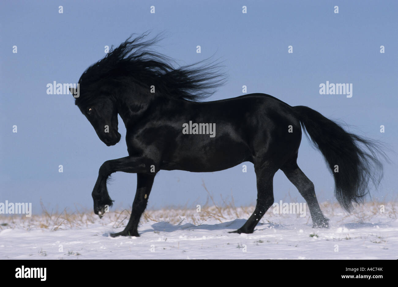 Friesian Horse (Equus caballus), stallion galloping on snow Stock Photo ...