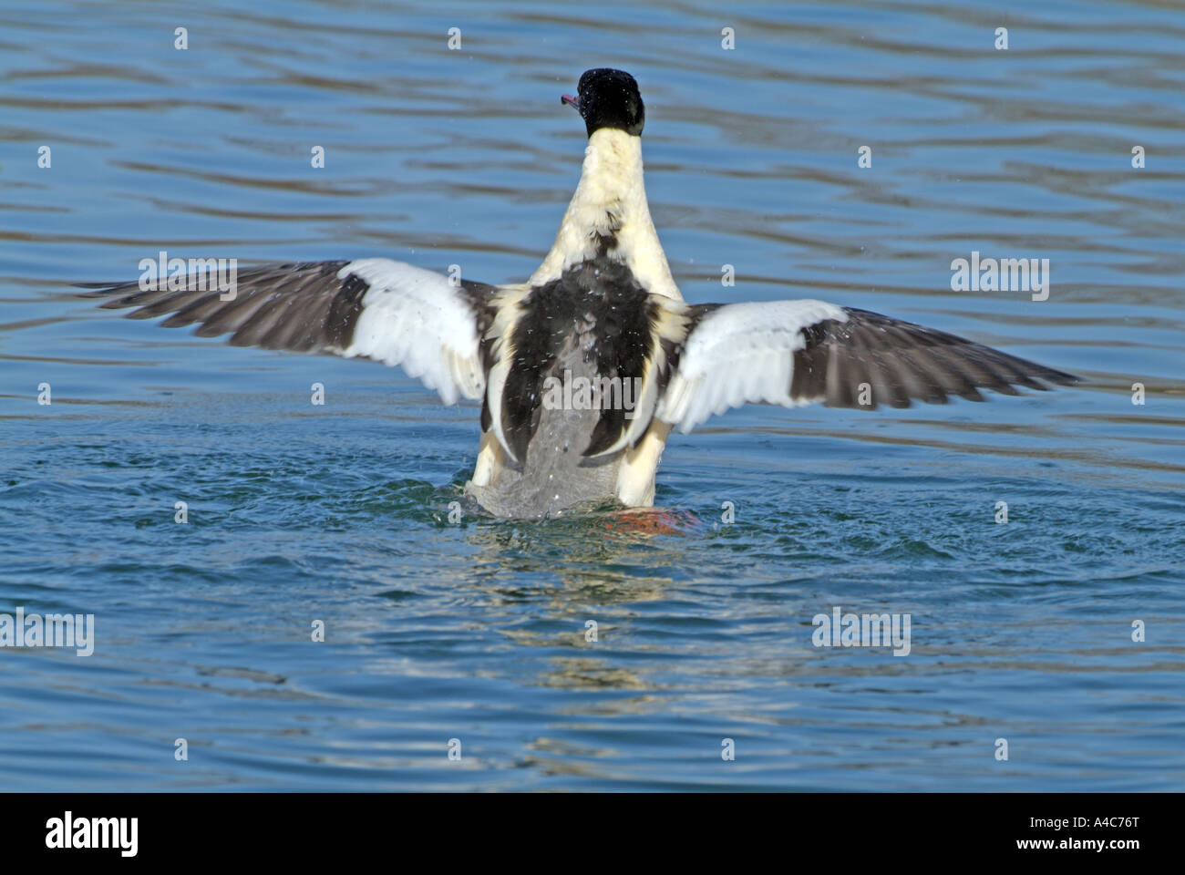 Common Merganser (Goosander Mergus merganser), drake on water flapping ...