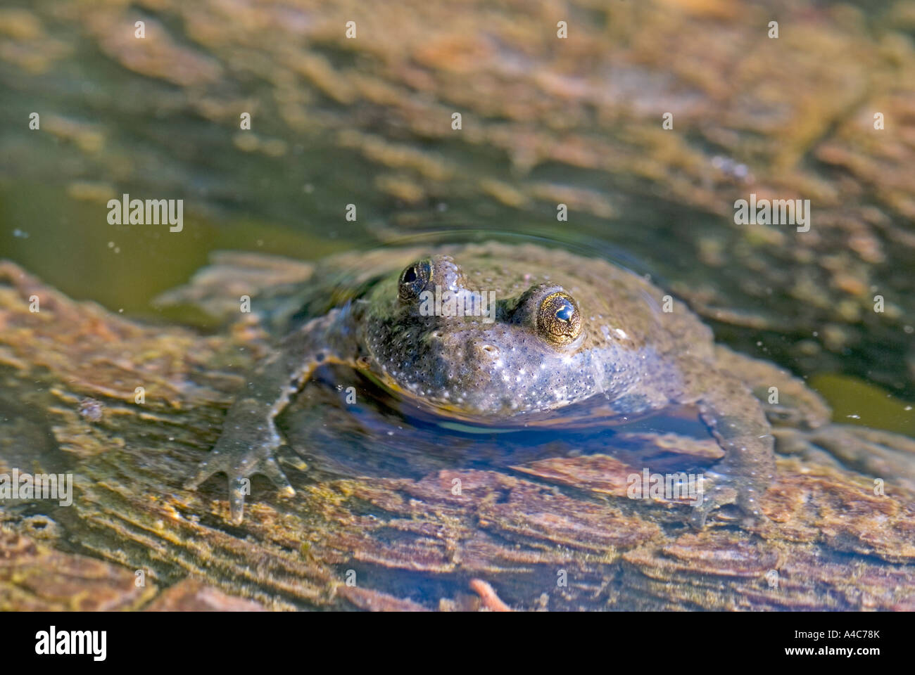 Yellow-bellied Toad, Yellowbelly Toad, Variegated Fire Toad (Bombina ...