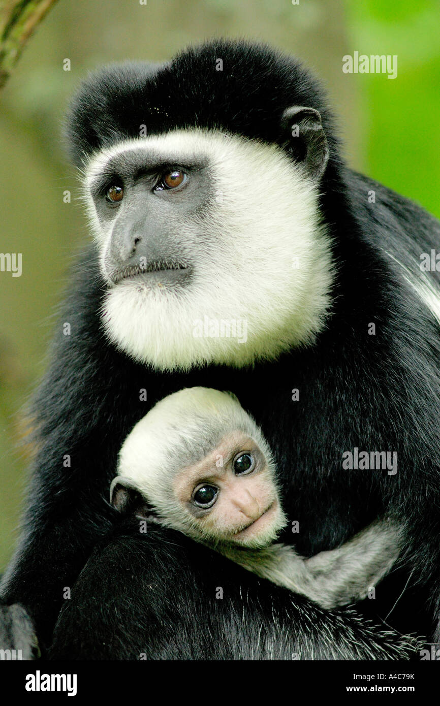 King Colobus, Western Pied Colobus (Colobus polykomos), mother with ...