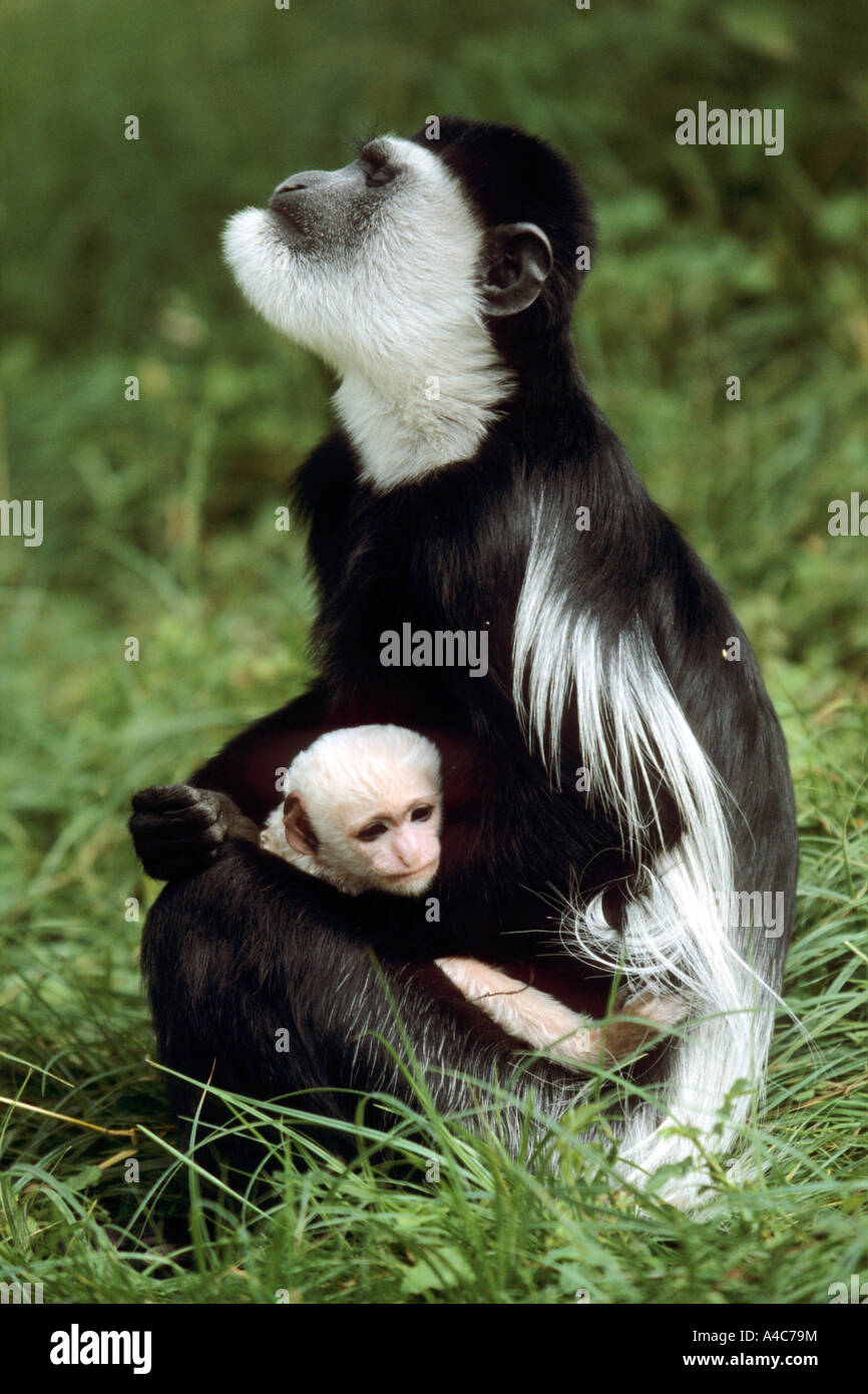 King Colobus, Western Pied Colobus (Colobus polykomos), mother with ...