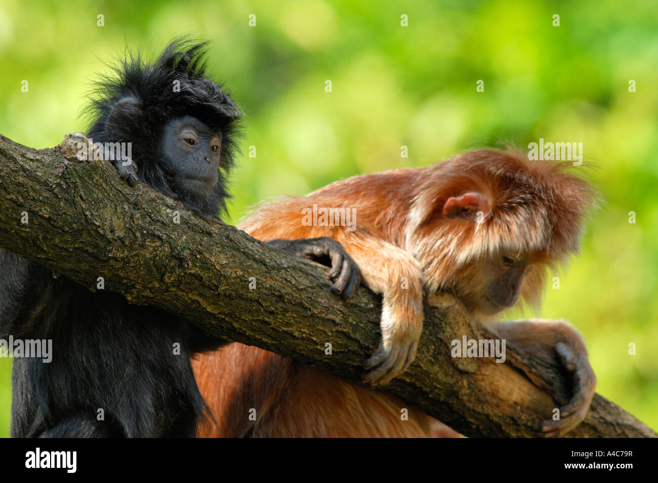 Javan Lutung, Ebony Lutung, Javan Langur (Trachypithecus auratus), two ...