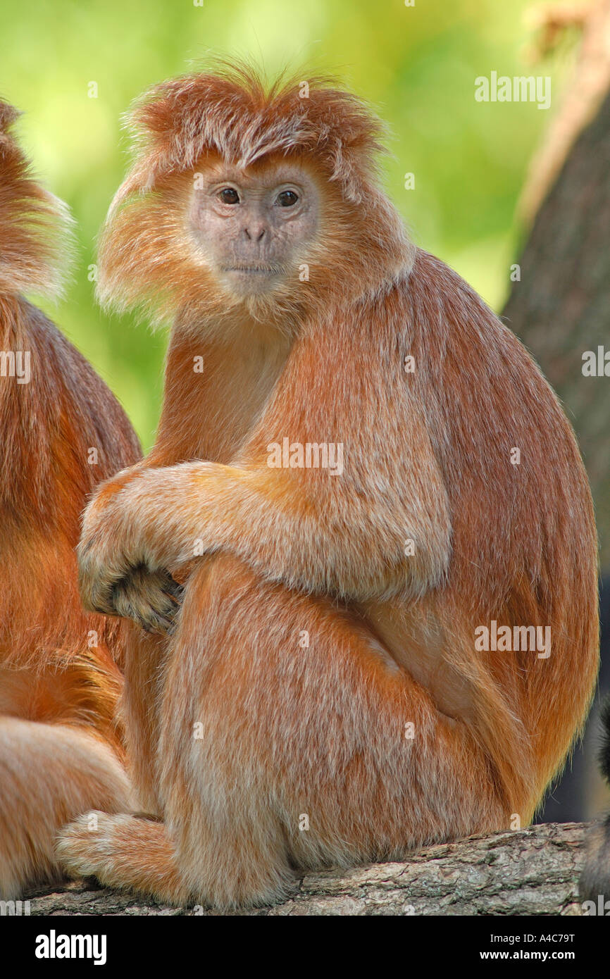 Javan Lutung, Ebony Lutung, Javan Langur (Trachypithecus auratus ...