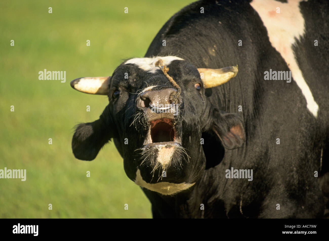 Bovine spongiform encephalopathy hi-res stock photography and images ...