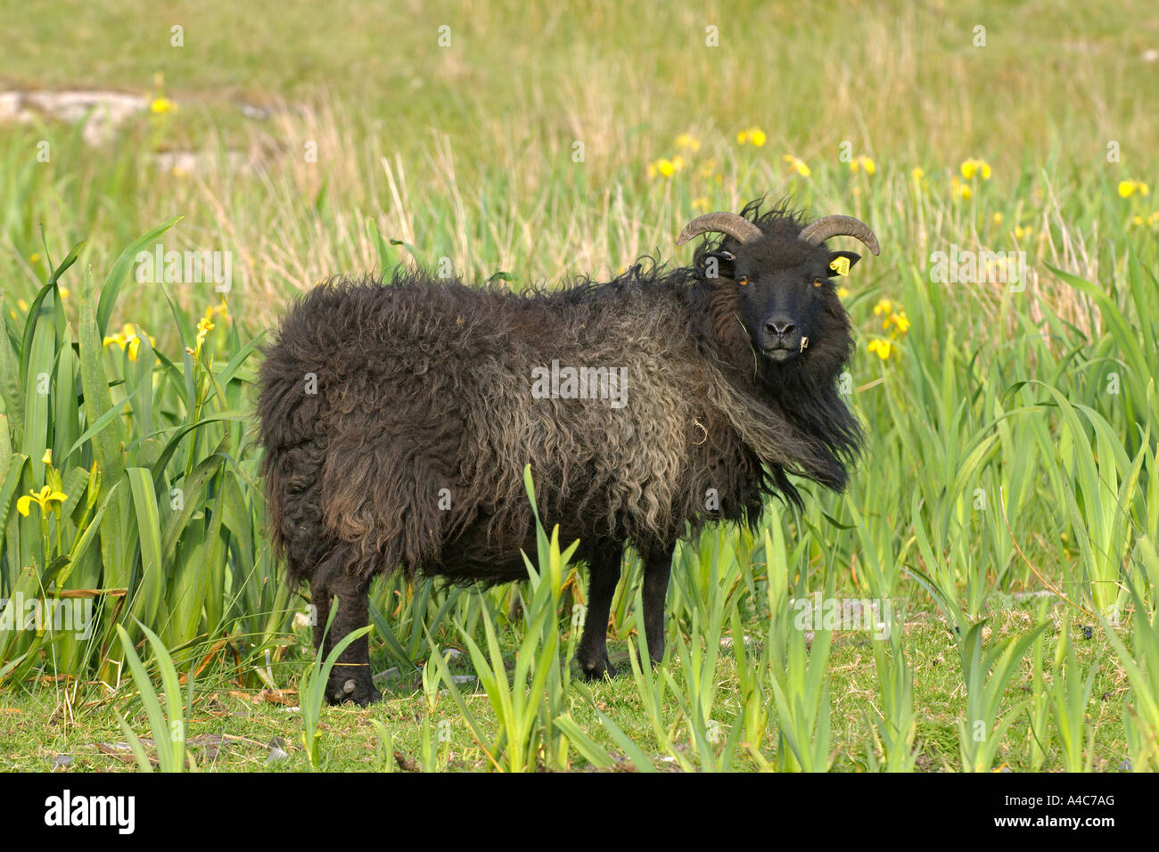 Hebridean Sheep (Ovis ammon aries) standing among flowering Flag Iris ...
