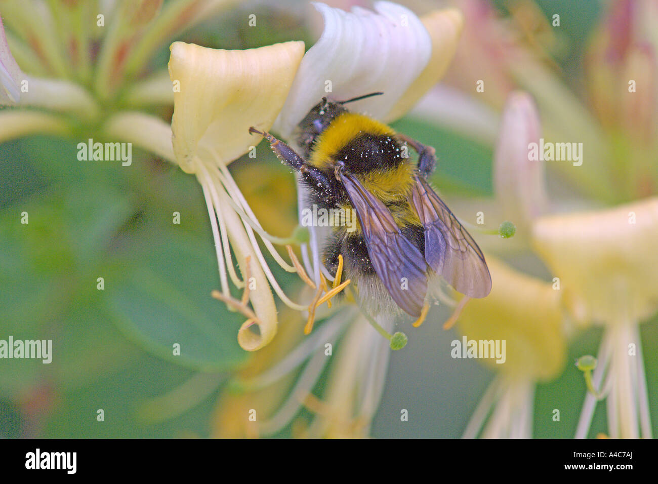 Bumble Bee (Bombus lucorum) pollinating Honeysuckle flower (Lonicera ...