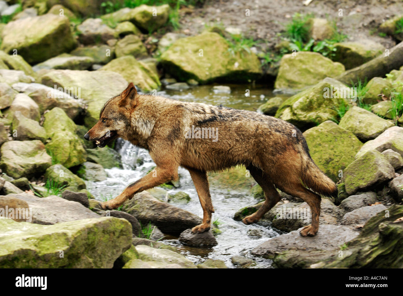 Iberian Wolf (Canis lupus signatus) crossing a stream Stock Photo - Alamy
