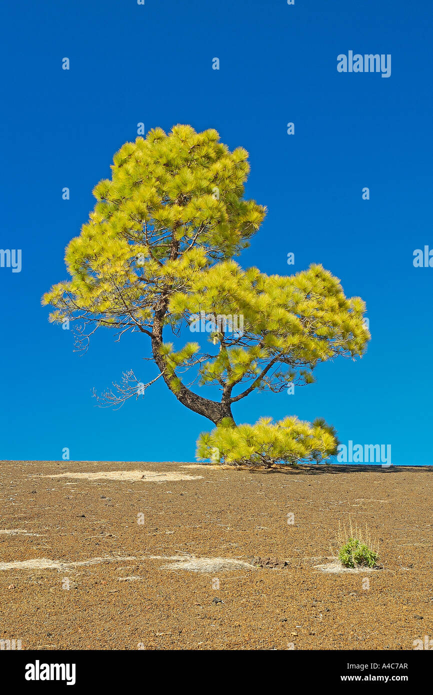 Old canary island pine pinus canariensis hi-res stock photography and ...