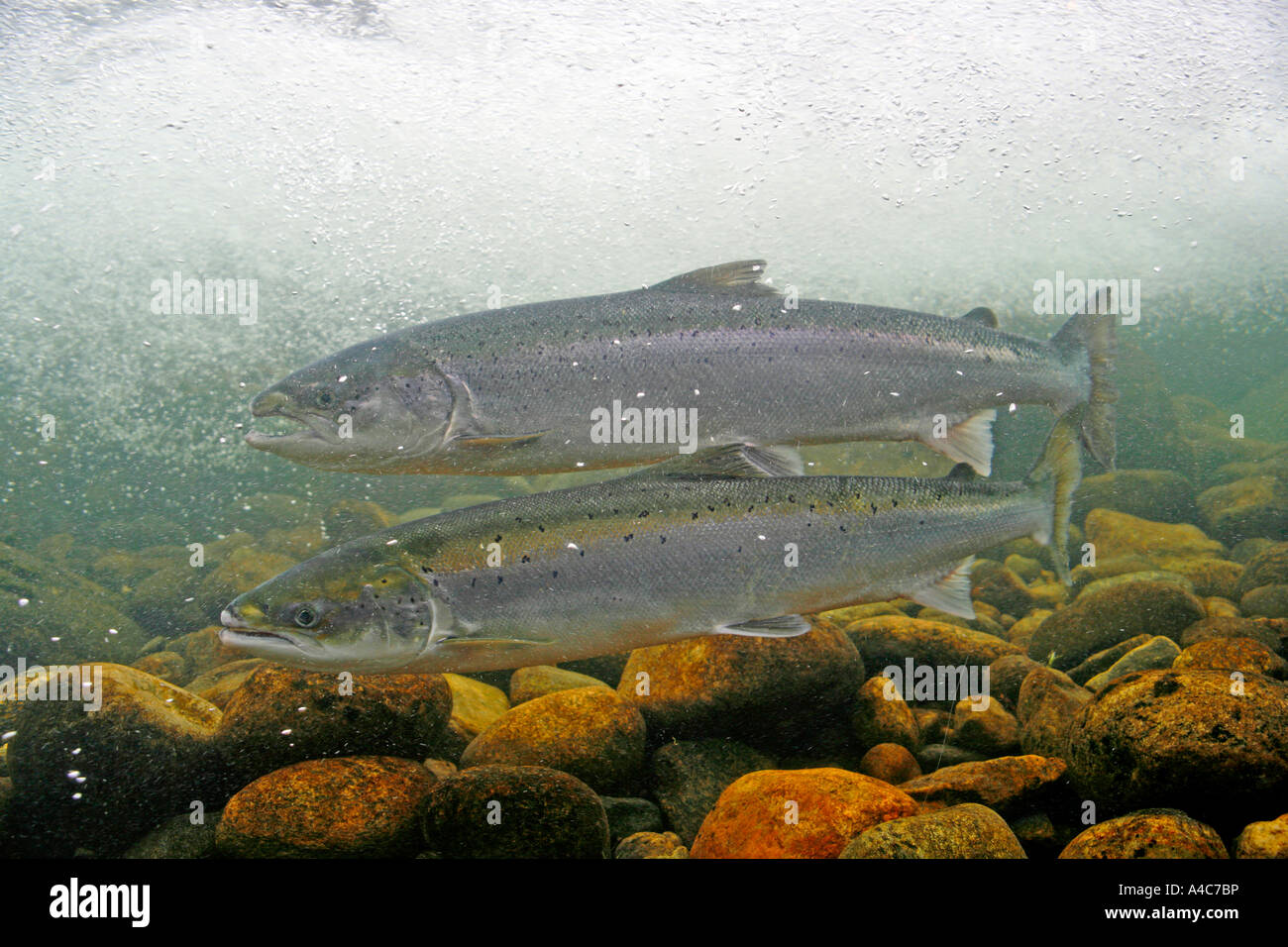 Atlantic Salmon (Salmo salar), two individuals in the Norwegian Salmon ...