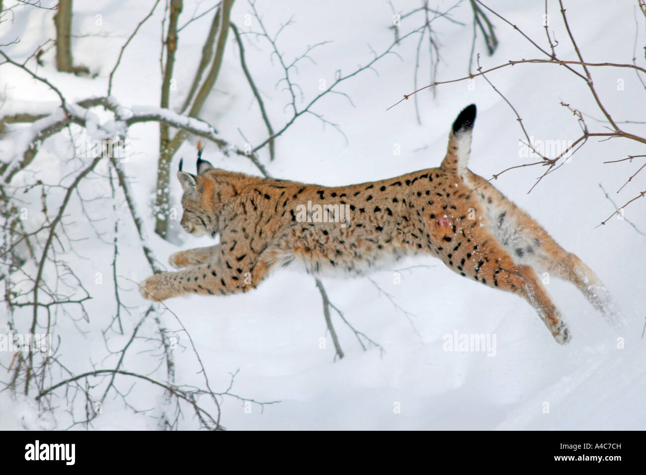 Eurasian Lynx (Lynx lynx, Felis lynx) jumping through snow. Germany ...