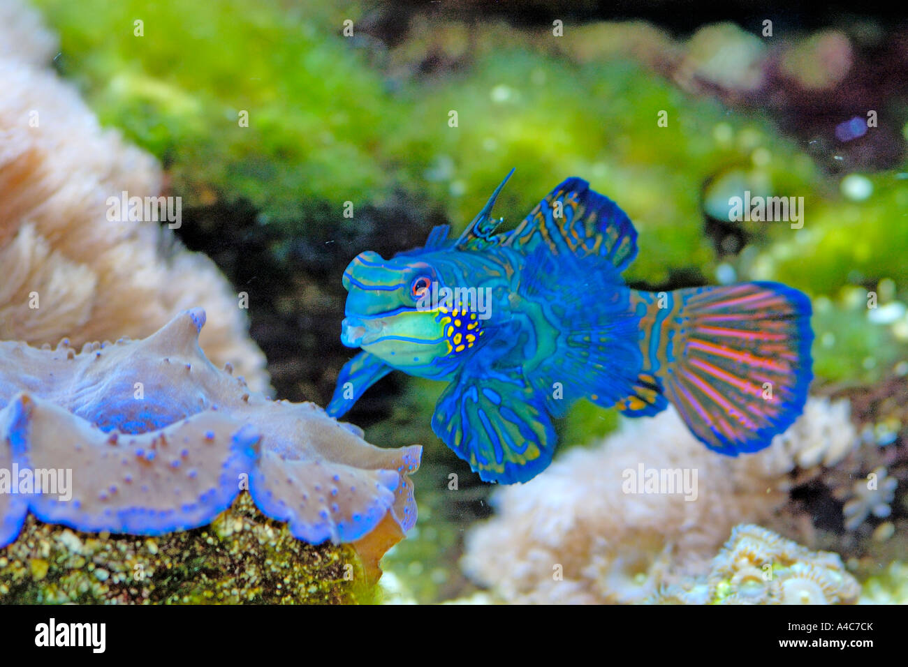 Mandarinfish (Synchiropus splendidus Stock Photo - Alamy