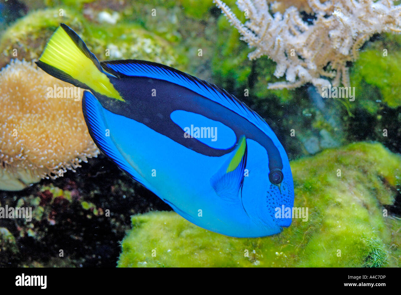 Blue Tang, Blue Surgeonfish (Paracanthurus hepatus Stock Photo - Alamy