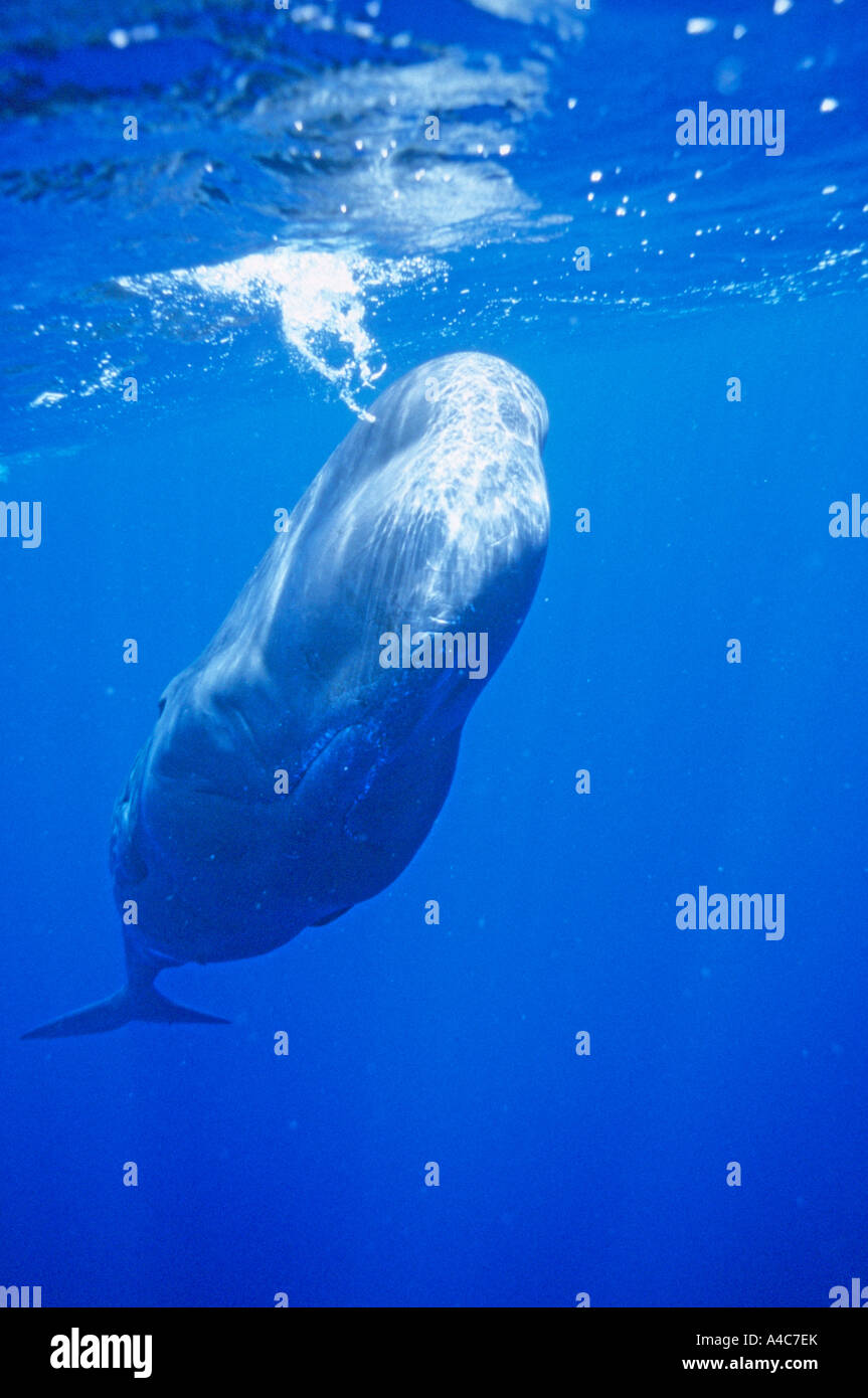 Sperm Whale (Physeter macrocephalus, Physeter catodon), young female in ...