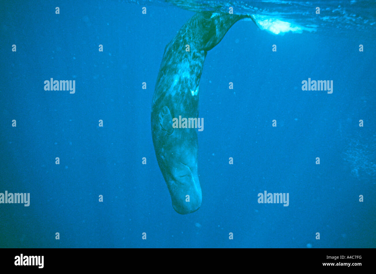 Sperm Whale (Physeter macrocephalus, Physeter catodon), young female starting a dive Stock Photo ...