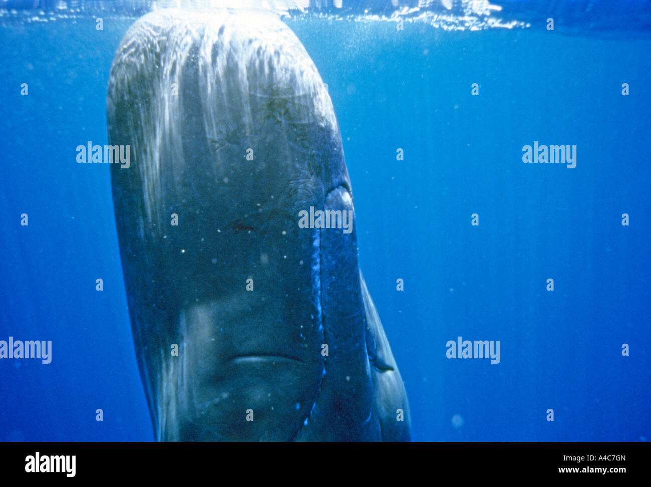 Sperm Whale (Physeter macrocephalus, Physeter catodon), young male ...