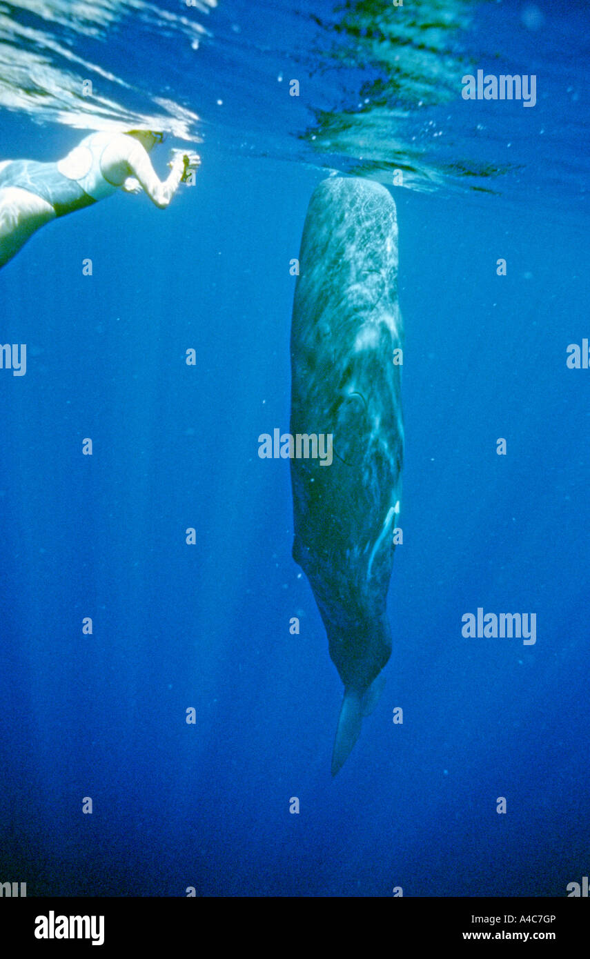 Sperm Whale (Physeter macrocephalus, Physeter catodon), young female sleeping at the surface ...
