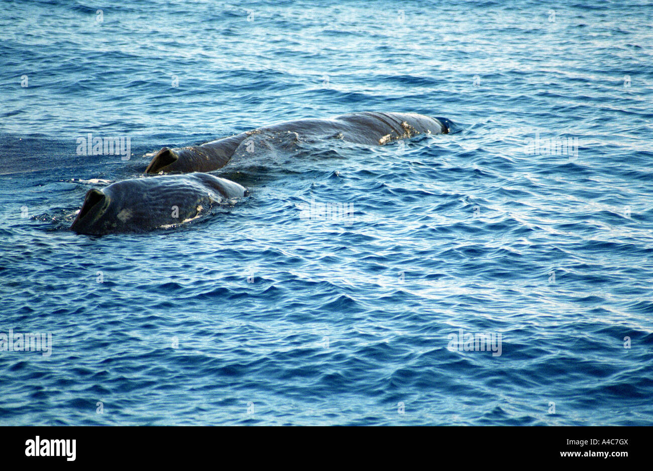 Sperm Whale (Physeter macrocephalus, Physeter catodon). Young male ...