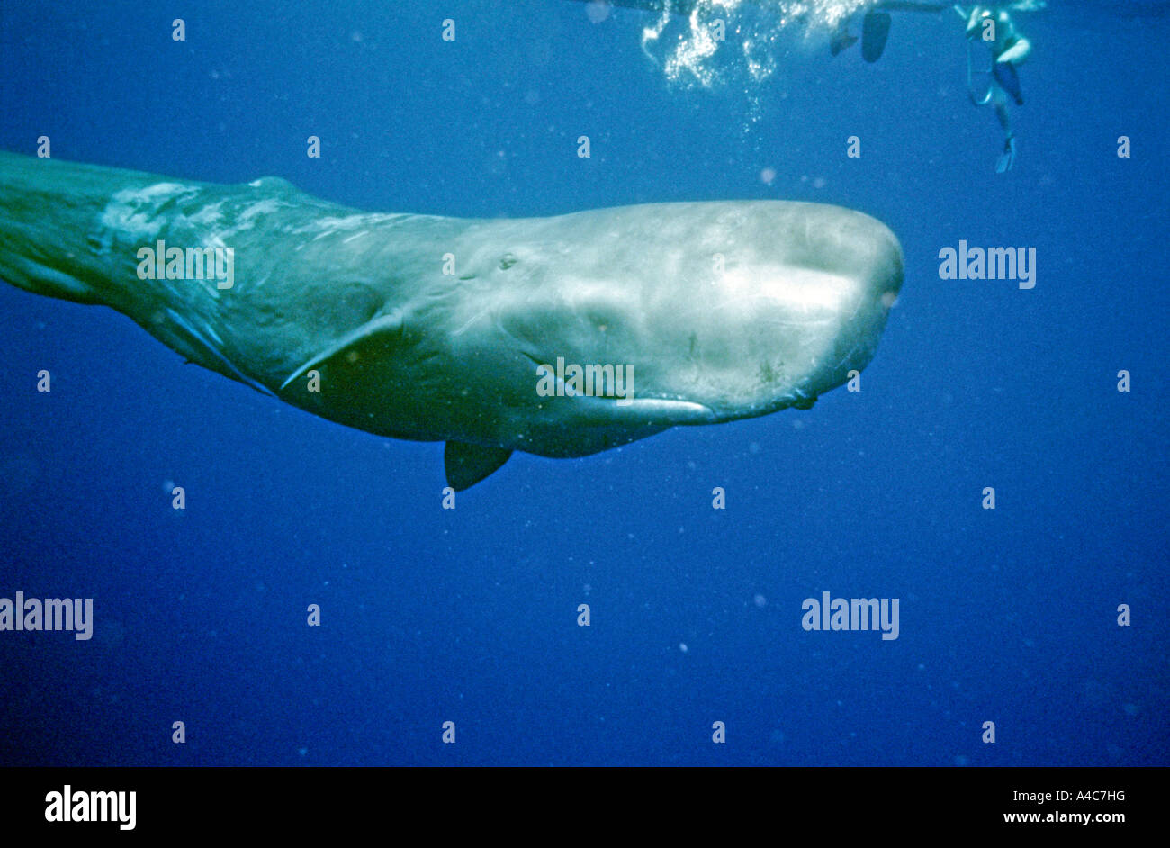 Sperm Whale (Physeter macrocephalus, Physeter catodon). Male swimming close to divers Stock ...