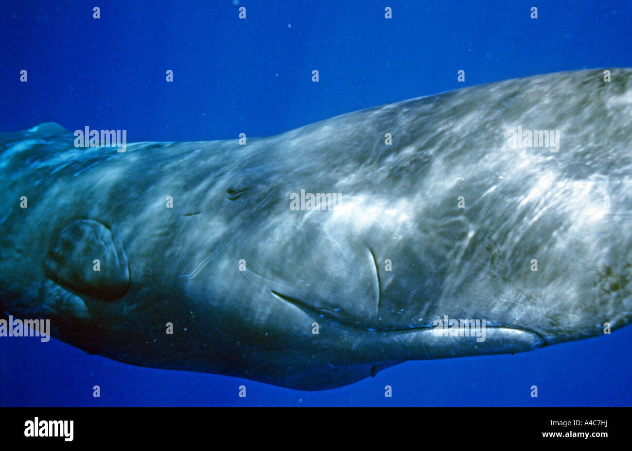 Sperm Whale (Physeter macrocephalus, Physeter catodon), portrait of ...