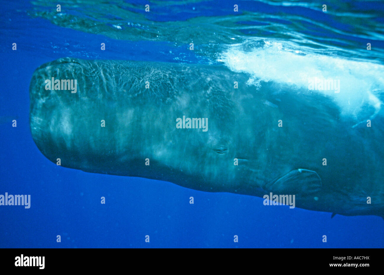 Sperm Whale (Physeter macrocephalus, Physeter catodon), female in clear water Stock Photo - Alamy