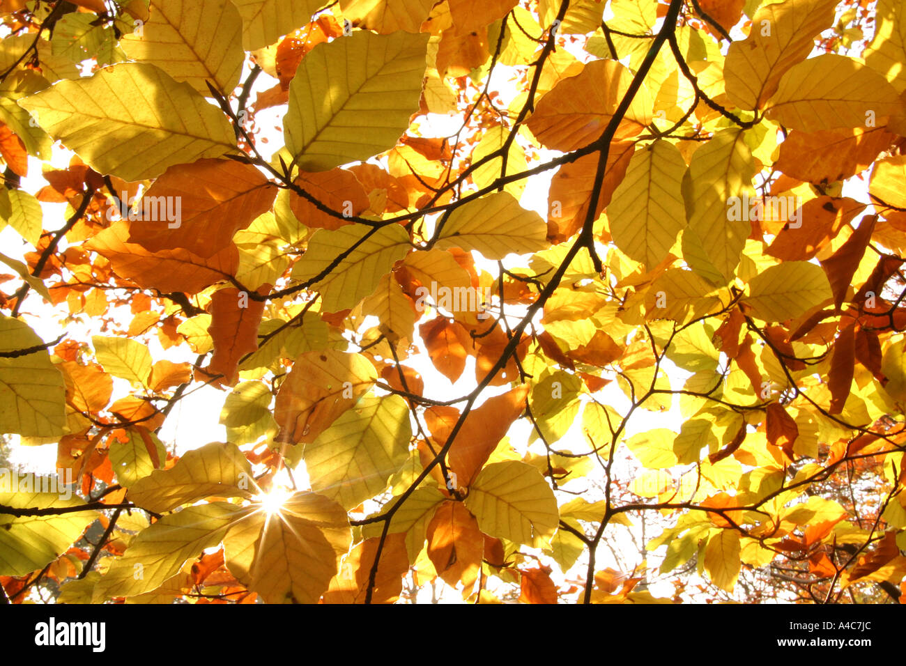3 leaves hi-res stock photography and images - Alamy