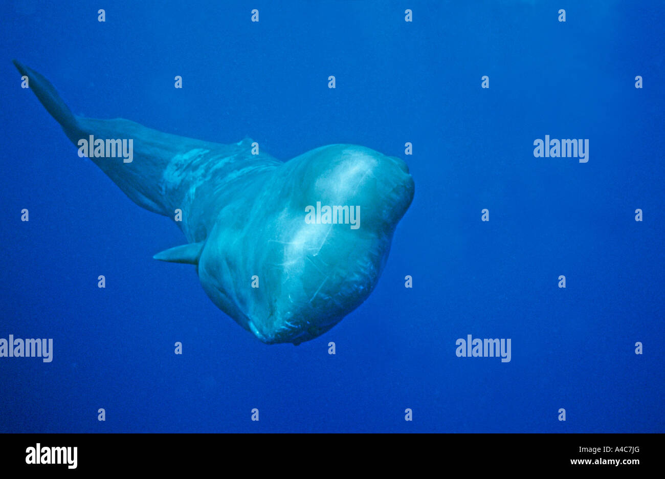 Sperm Whale (Physeter macrocephalus, Physeter catodon), young male in ...