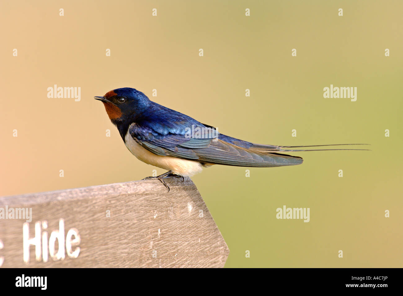 Barn swallow migratory bird hi-res stock photography and images - Alamy