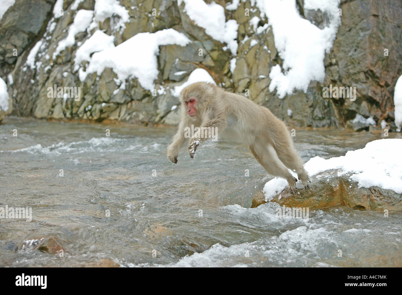 Japanese Macaque, Snow Monkey (Macaca fuscata) jumping over a stream ...
