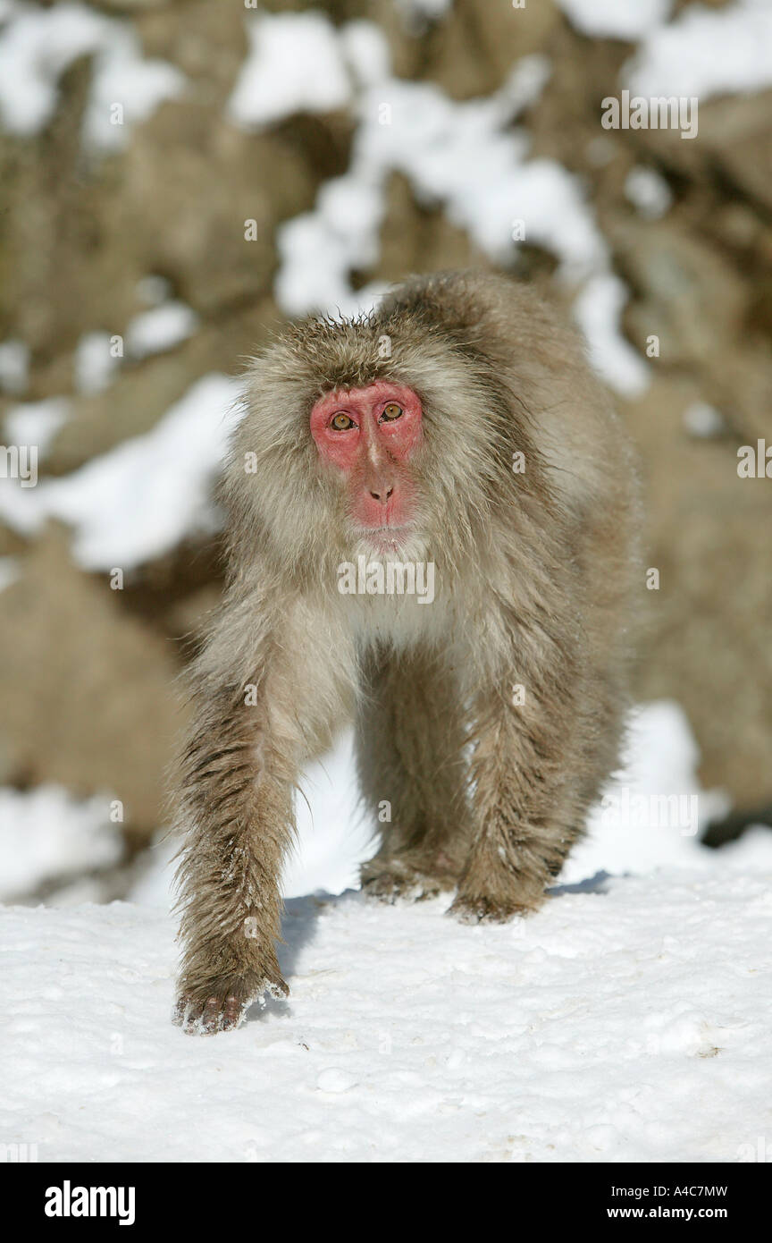 Japanese Macaque, Snow Monkey (Macaca fuscata) walking though snow ...