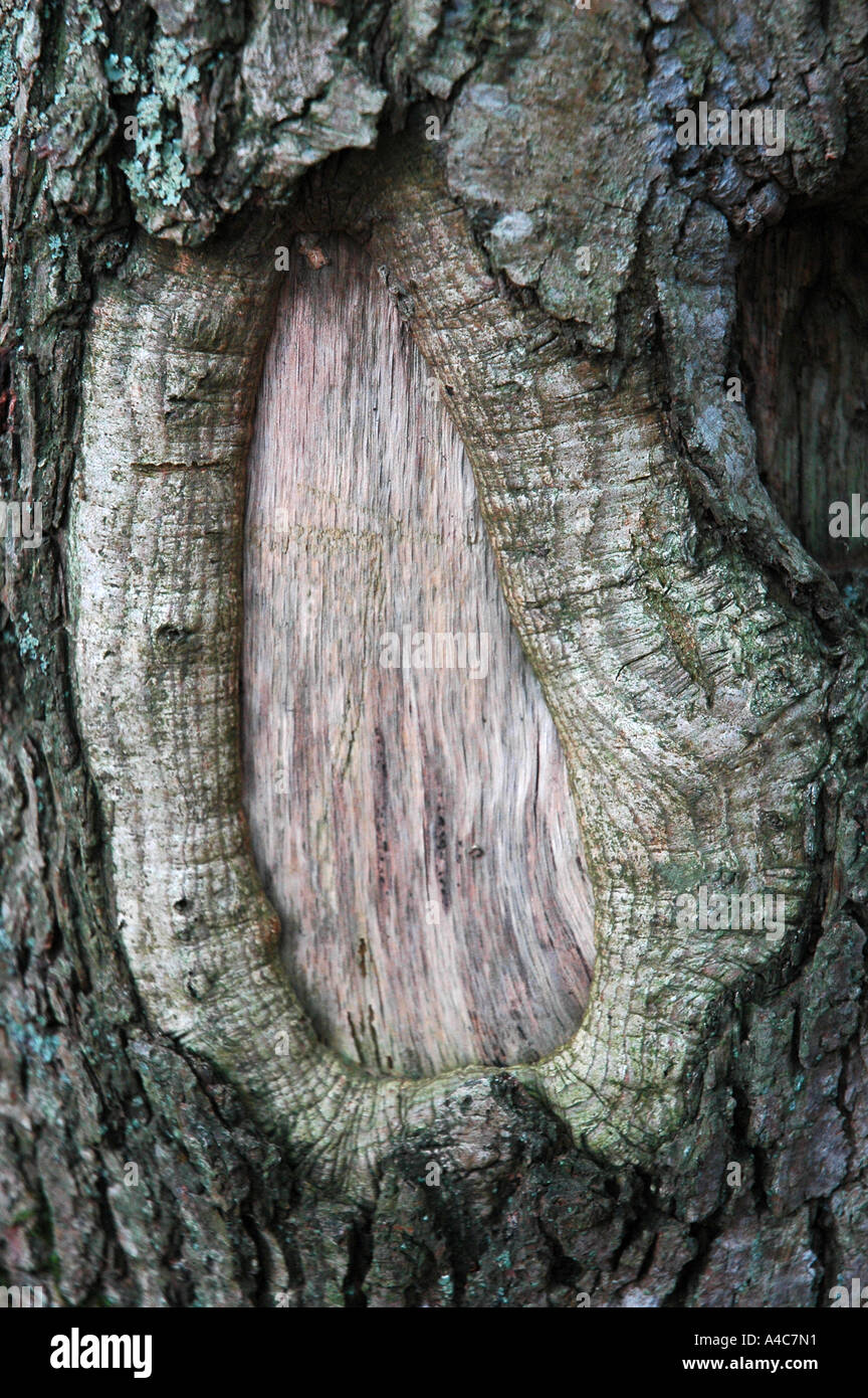 Knot in the side of a tree Stock Photo - Alamy