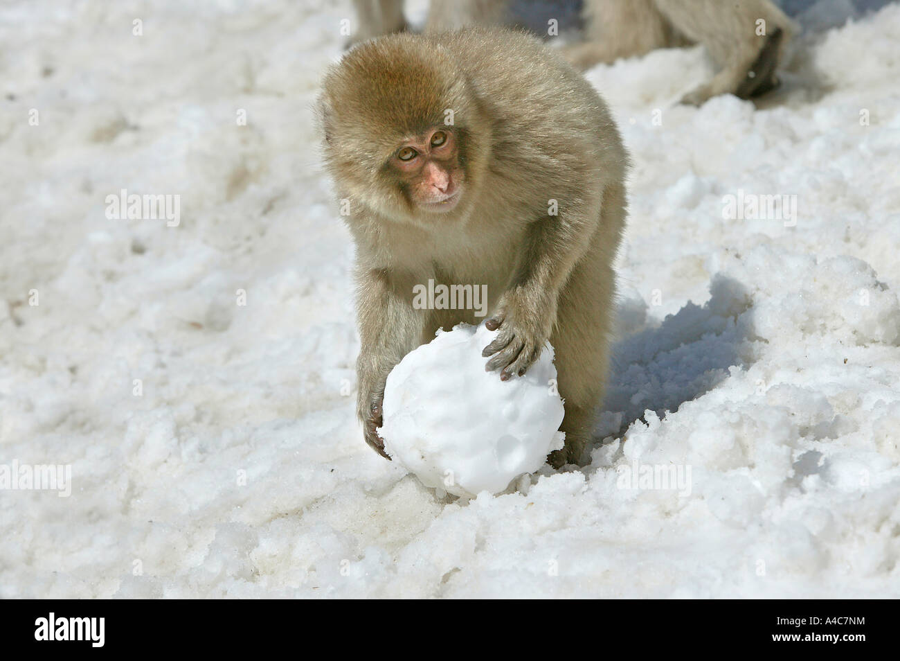 Japanese Macaque, Snow Monkey (Macaca fuscata), young making a snowball ...